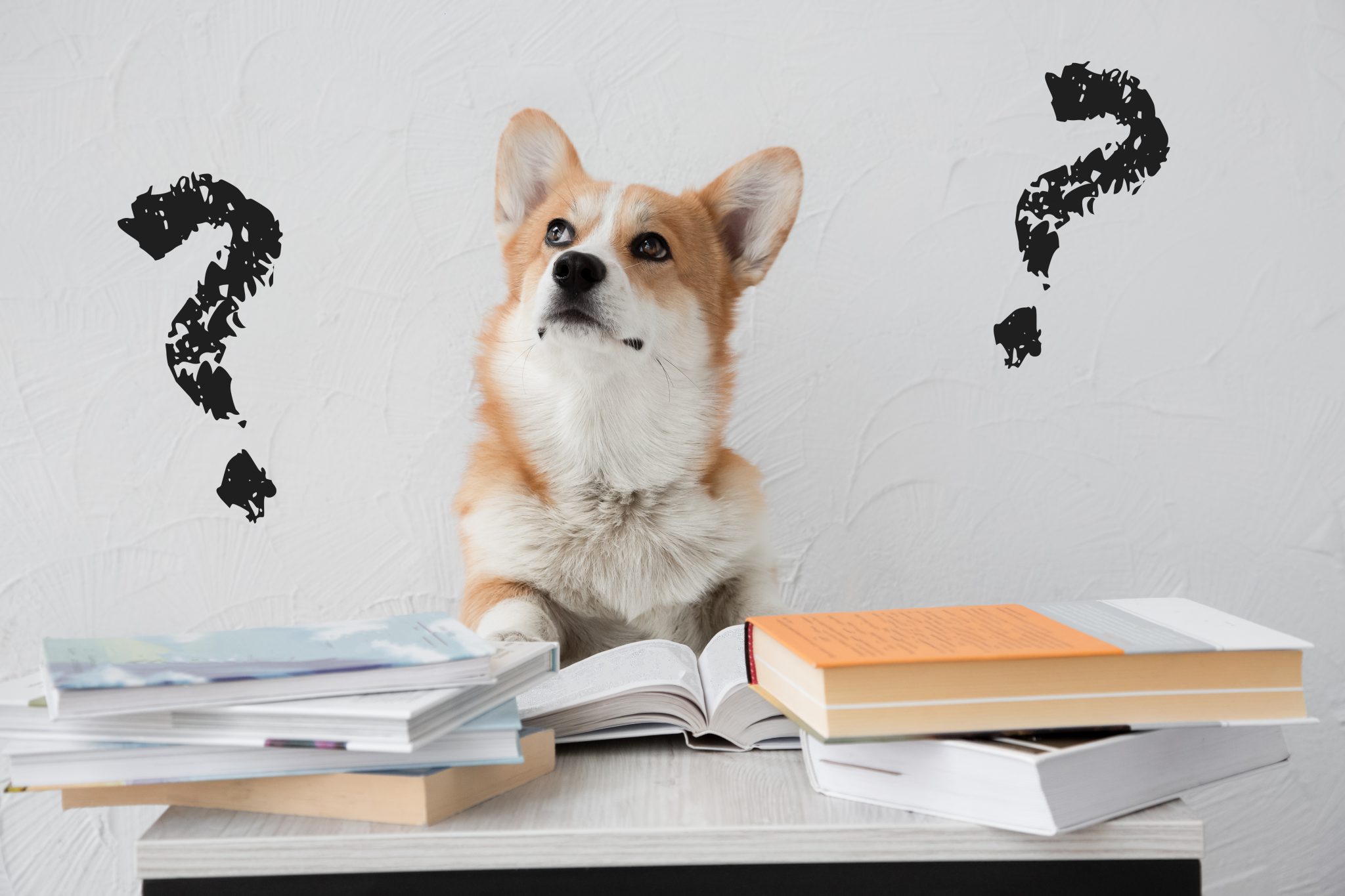 Chien Questions FAQ Aide Chien Vie Et Sant 